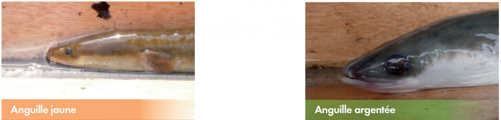 Il s'agit en fait de la même espèce à des stades de développement ...